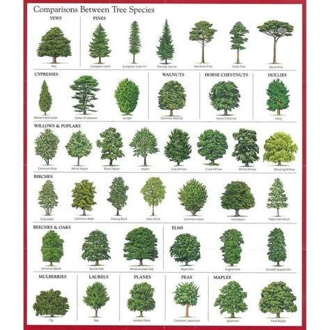 Identify Trees And Leaves With Visual Charts