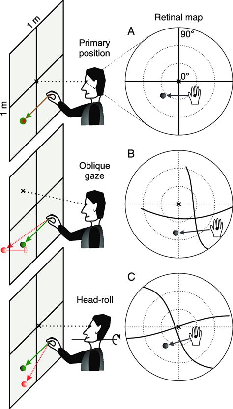 Model Predictions For Visually Guided Reaching In The Retinal