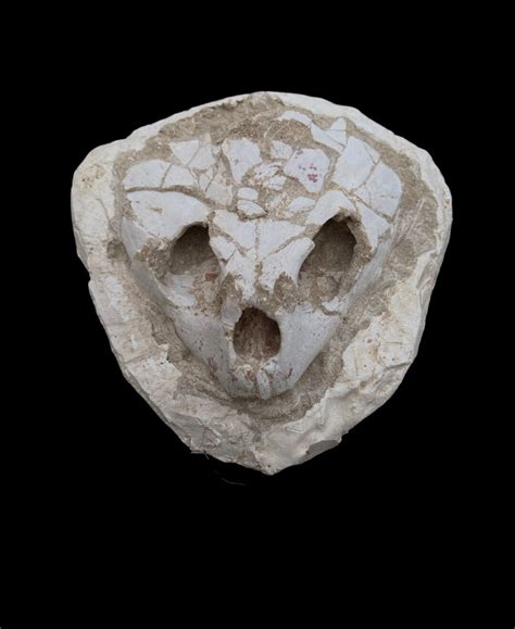 Rare Natural Fossil Turtle Skull Perfect Addition To Any Collection Etsy