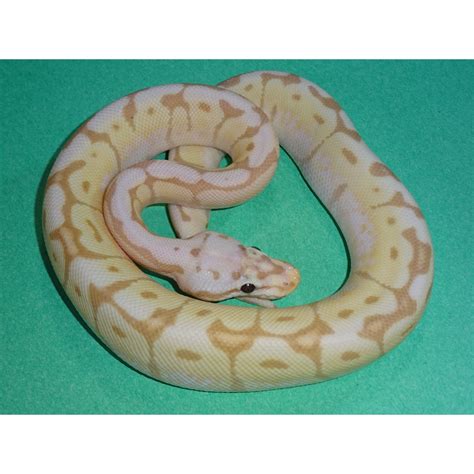 Killer Bee Ball Python