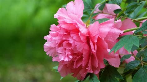粉色蔷薇花 livekong来悟空