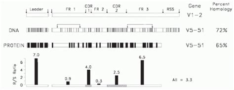 Immunoglobulins Structure And Function Oncohema Key