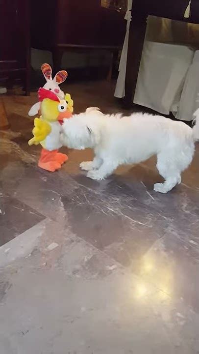 Χιονομπαλα εν δράση Youtube