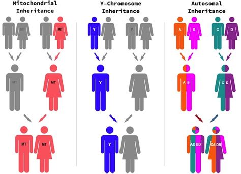 What Is The Difference Between Maternal Inheritance And Maternal Effect