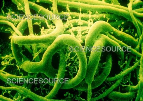 Arthrobotrys Oligospora Sem Stock Image Science Source Images