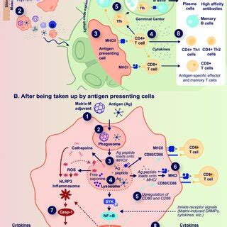 Overview Of Ongoing And Concluded Clinical Trials With Download Scientific Diagram