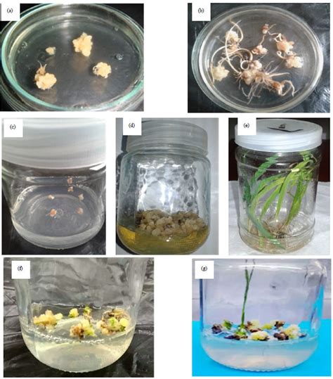 Improvement Of Blast Resistance And Yield Productivity In Rice Oryza Sativa L Using Tissue