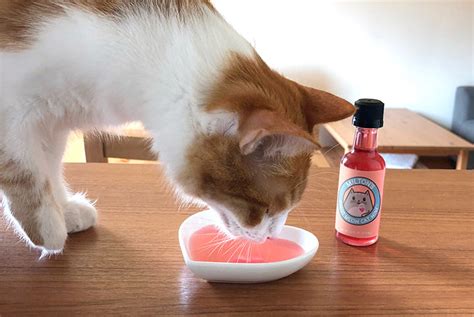 Why Cats Go Crazy For Catnip And Silver Vine Meowingtons