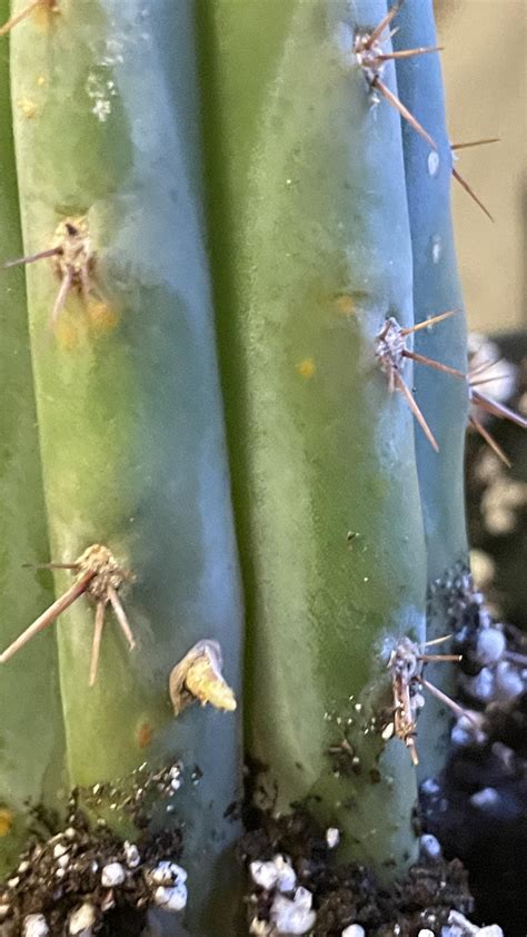 Is This Rust Fungus R Cactus