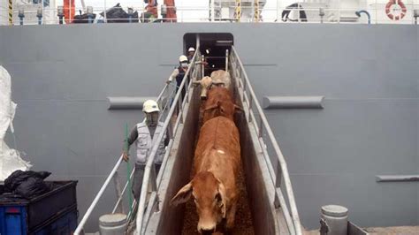 Kementan Bakal Lakukan Investigasi Dan Penutupan Sumber Ternak Impor Imbas Sapi Hidup Australia