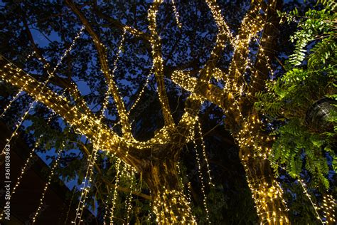 Cable Of String Led Lights On Tree In The Garden At Night Time Used For Decorating For Beauty