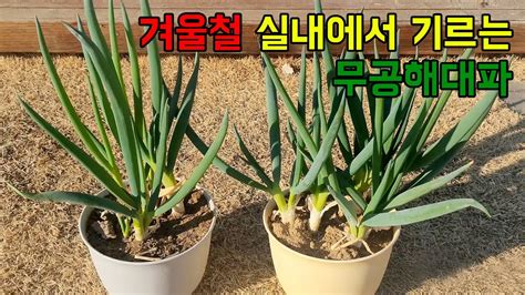 겨울철 대파가격폭등 하면 구조파 토종대파 기르는방법 Youtube