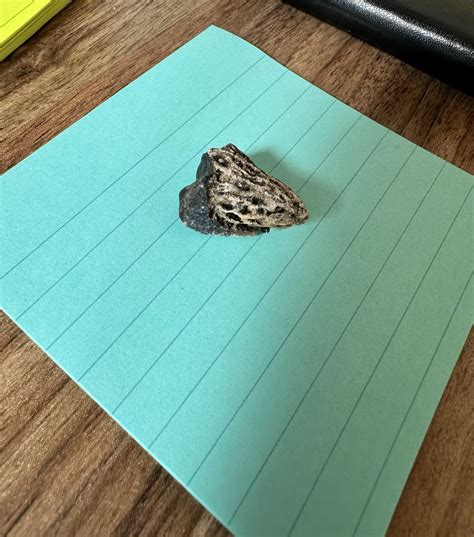 Is This A Fossil Looks Like A Morel Mushroom… R Fossilid