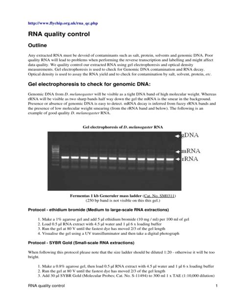 RNA Quality Control Protocol Gel Electrophoresis OD Measurement