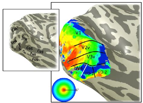 Eccentricity Map S3 An Example Of A Left Hemisphere Eccentricity Map