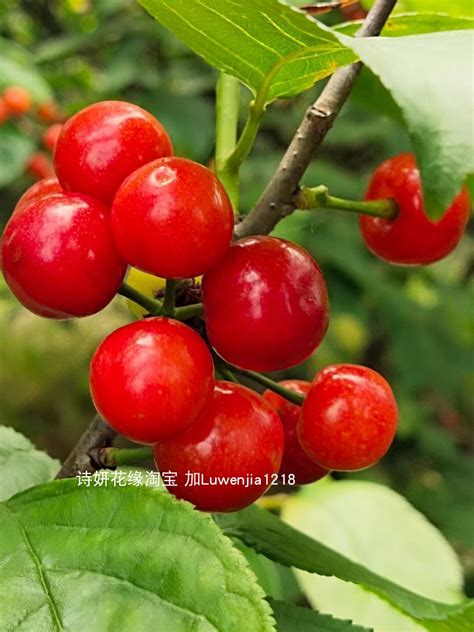 余姚梁弄红妃大樱桃黑珍珠樱桃树苗果苗大樱桃果树非山东大樱桃 特色谷特产网