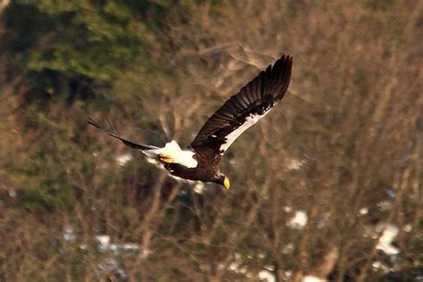 2月11日撮影初撮りリストNO 78 オオワシ マキデーオの鳥撮り日記