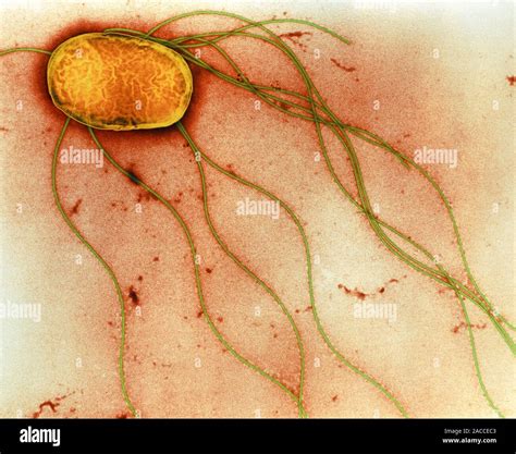 Salmonella Bacterium Coloured Transmission Electron Micrograph Tem
