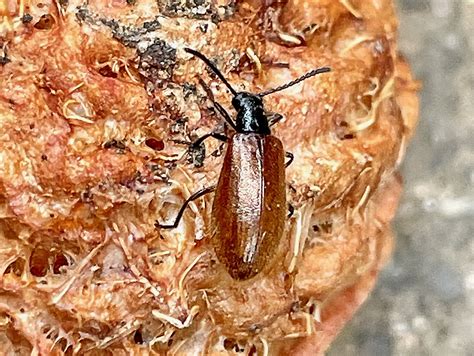ゴミムシダマシ科オオメキバネハムシダマシ 奥行き1mの果樹園