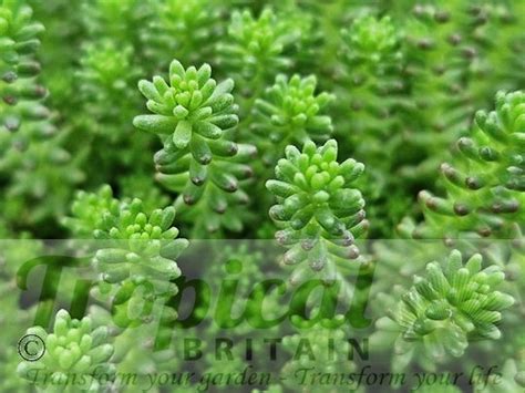 Sedum Sexangulare Fromtropical Britain Six Sided Sedum
