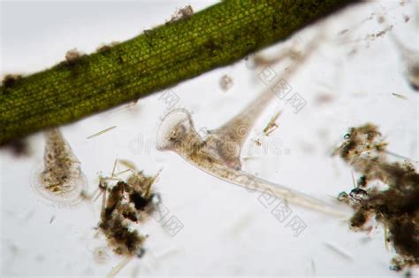 微生物水生的底栖动物底栖生物生物学 包图企业站