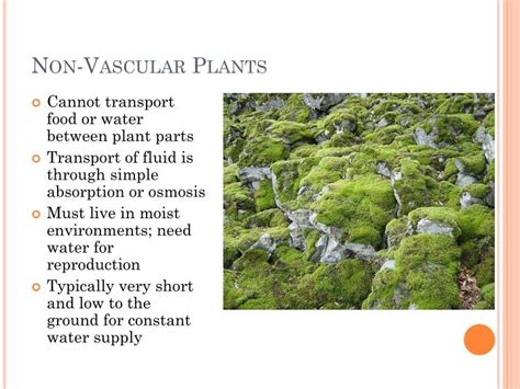PPT Vascular Plants Vs Non Vascular PowerPoint Presentation ID