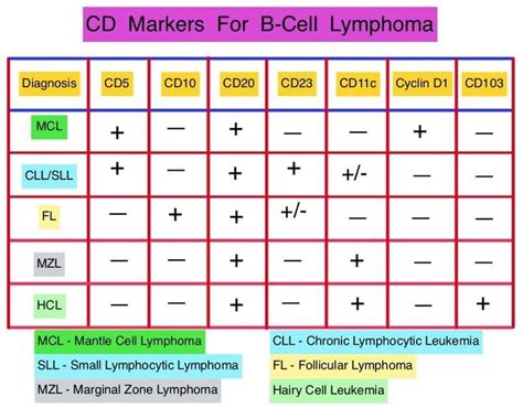 Medical Cd Marker Expression Patterns For Diagnosing B Cell Lymphoma Medicallabscientists