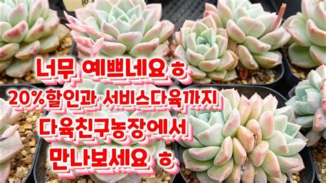 너무 예쁜 다육이가 한가득~ 서비스다육에 매장방문 20할인까지~ 다육친구 농장 구경하세요 ㅎ Youtube