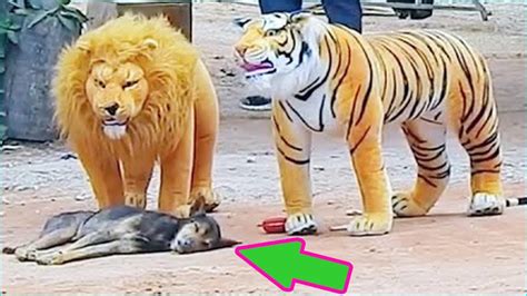 Funny Dog And Cat 😍🐶😻 Funniest Animals 103 Youtube