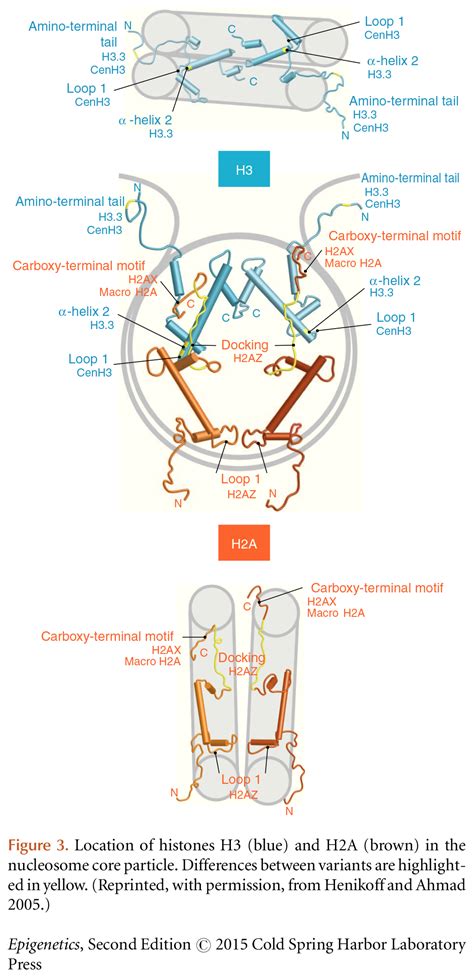 Histone Variants And Epigenetics