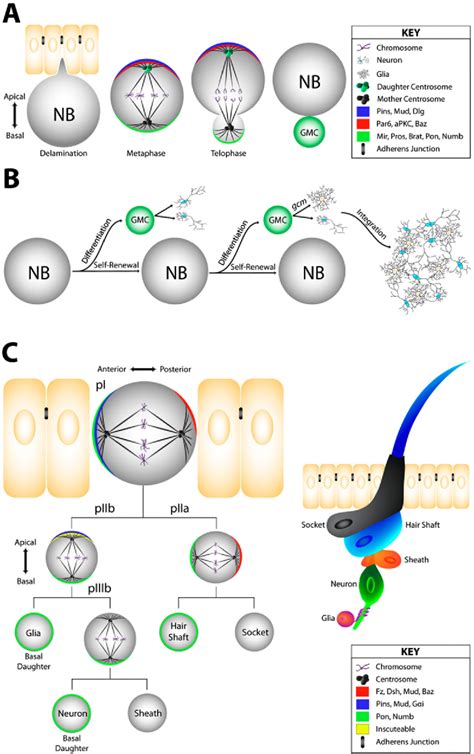 Figure 1 From Cell Fate Decision Making Through Oriented Cell Division