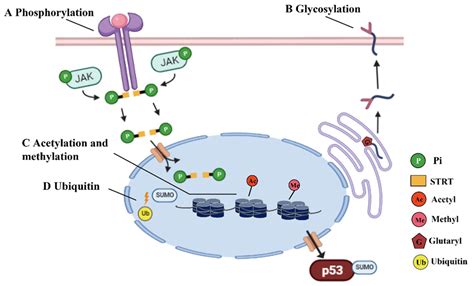 Post Translational Modification Mass Spectrometry Service Mtoz Biolabs