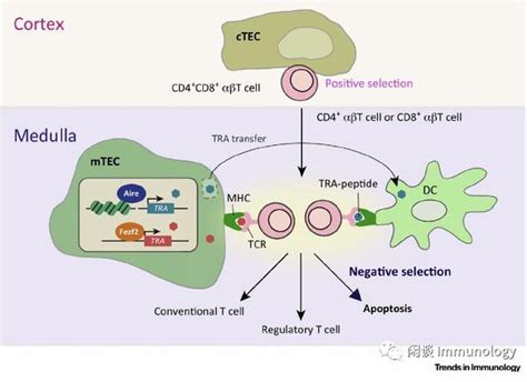 T细胞基础生物学：从起源到功能 知乎