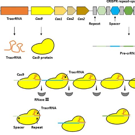Biosynthesis Of Crisprcas9 Crispr Locus Mainly Includes The Dna