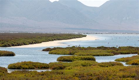 플라밍고 이주 중 카보 데 가타 알메리아 안달루시아 스페인의 라스 살리나스 스페인에 대한 스톡 사진 및 기타 이미지 스페인 0명 Níjar Istock