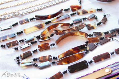 How To Identify And Avoid Sea Turtle Shell Souvenirs Travel For Wildlife