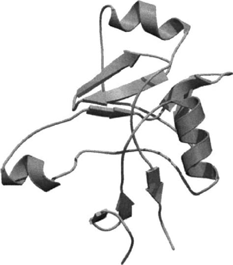 Three Dimensional Structure Of The Lectin Domain Of Bovine Lox 1 A