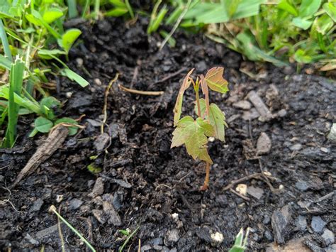 Maple Tree Seedling Advice Gardening
