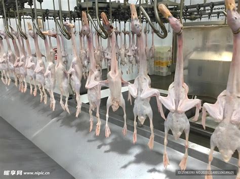 鸭子屠宰场摄影图工业生产现代科技摄影图库昵图网