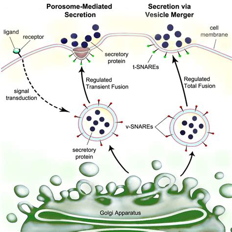 Difference Between Secretion Vs Excretion Diffzi