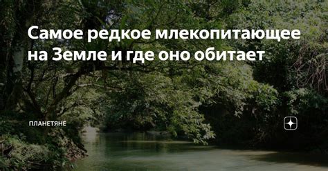 Самое редкое млекопитающее на Земле и где оно обитает Планетяне Дзен