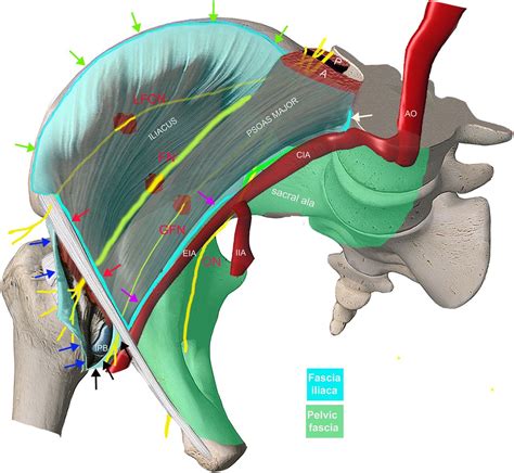 Fascia Iliaca Compartment Block For Femoral Bone Frac