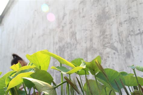 무료 이미지 분기 식물 잎 꽃 녹색 플로라 3456x2304 110985 무료 이미지 Pxhere