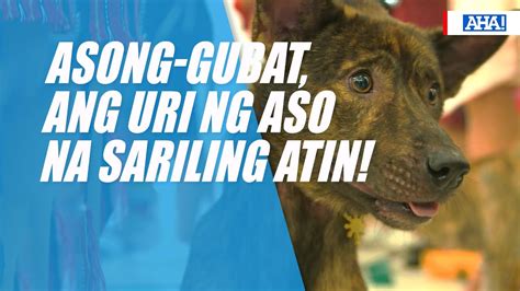 Asong Gubat Ang Uri Ng Aso Na Sariling Atin Aha Asong Gubat Ang Uri Ng Aso Na Sariling