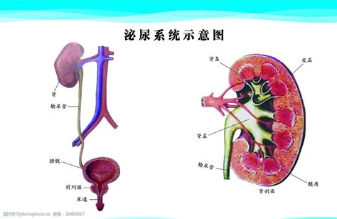 泌尿系统示意图图片 图行天下素材网