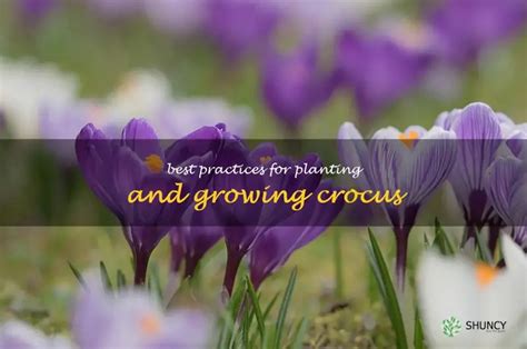 5 Tips For Planting And Growing Crocus Successfully Shuncy
