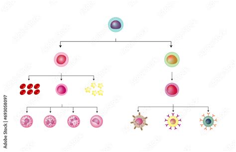 Hematopoiesis Stem Cell Common Myeloid And Lymphoid Progenitor Cells