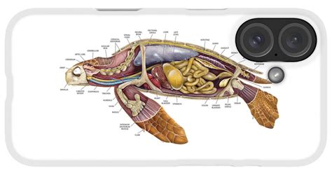 Anatomy Of Turtle The Metabolic Cost Of Turning Right Side Up In The