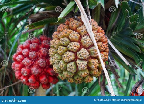 Hala Fruits Close Up, Exotic Tropical Fruit Stock Photo - Image of ...