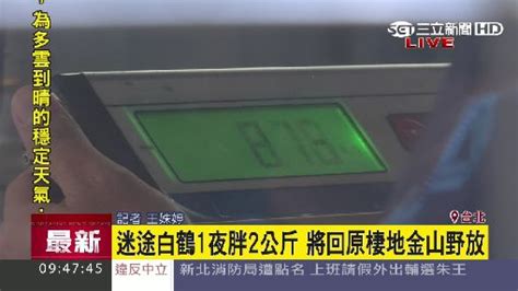 「兒子回來啦！」小白鶴今早回金山 如父老農歡喜迎接 生活 三立新聞網 Setncom